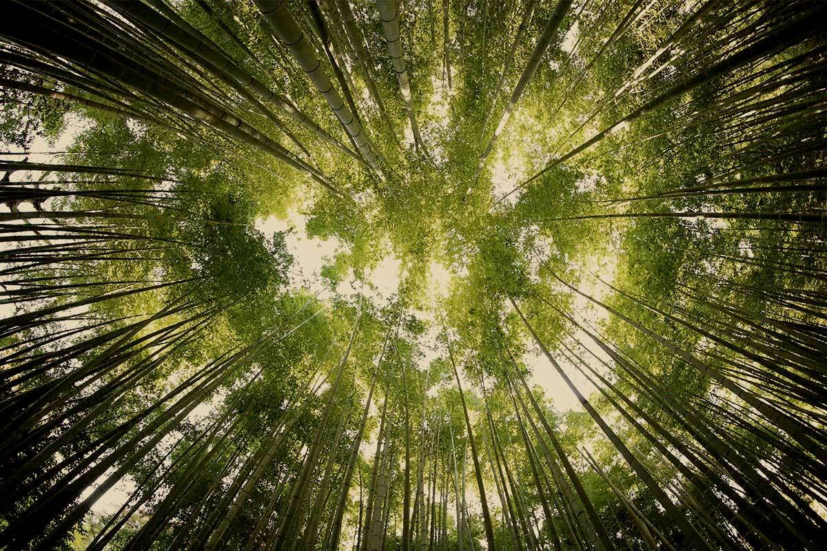 Sustainable Toilet Paper | HeyBamboo Toilet Paper